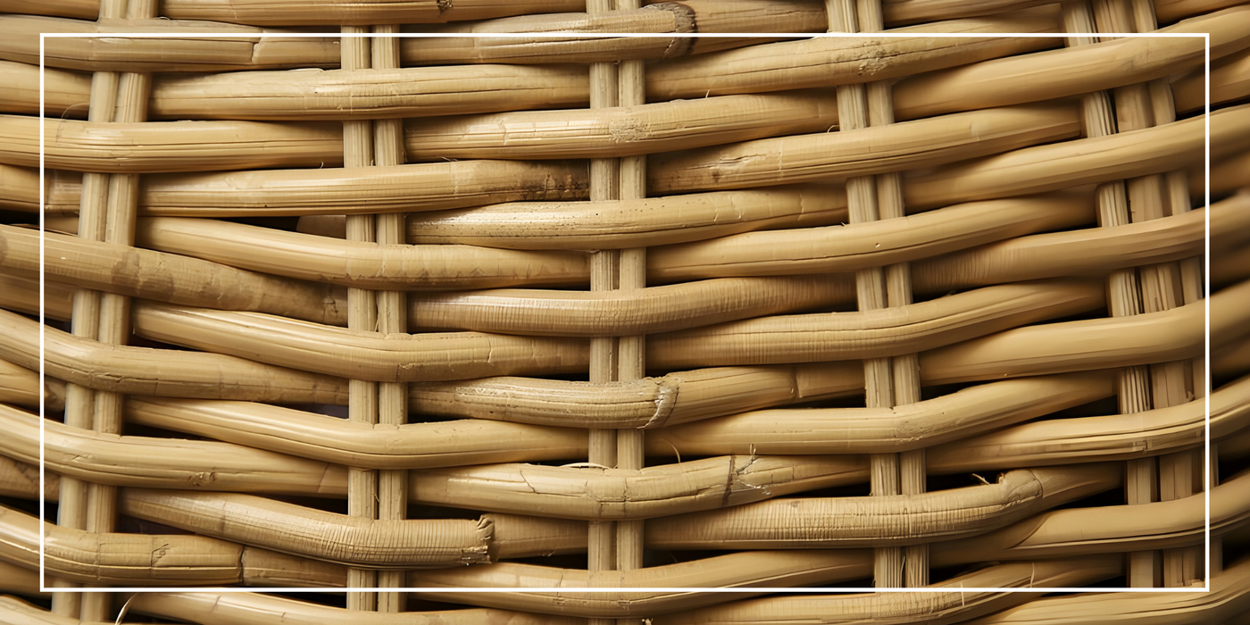 Osier : histoire, utilisation et tendances déco